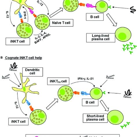 Pdf Activation And Regulation Of B Cell Responses By Invariant