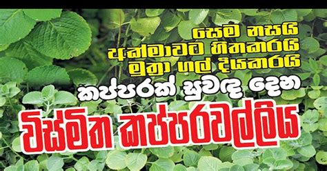 පුදබිමක ඔසුතුරු වරුණ