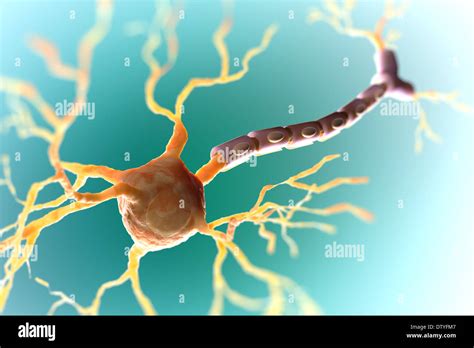 Multipolar Neuron Hi Res Stock Photography And Images Alamy