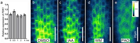 Pdk1 Expression And Yfppdk1 Subcellular Localization After Chemical