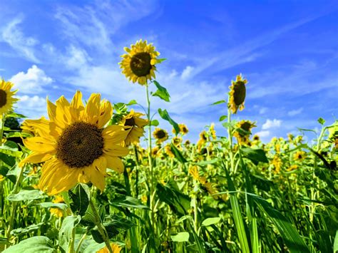 Sunflower Patches Destination Mansfield