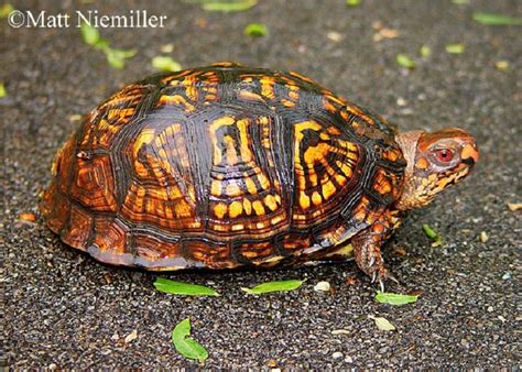 Eastern Box Turtle State Of Tennessee Wildlife Resources Agency