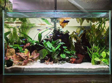 Completely Rescaped My 20 Gallon Aquariums