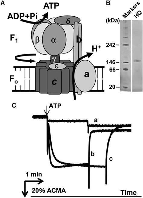F O F 1 Atp Synthase And Characterization Of The Tf O C Subunit
