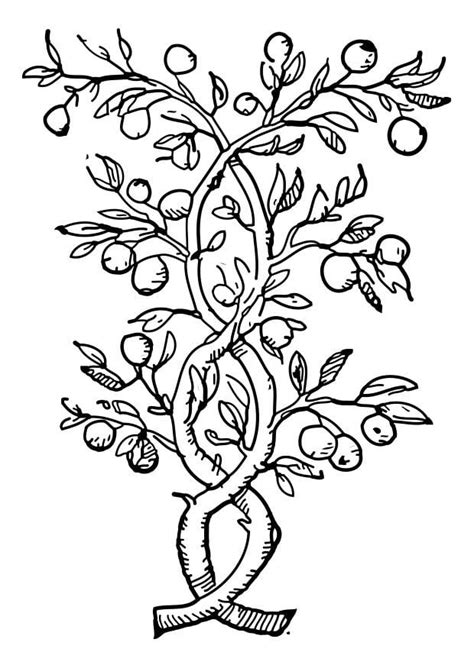 Coloring Page Fruit Tree Free Printable Coloring Pages Img