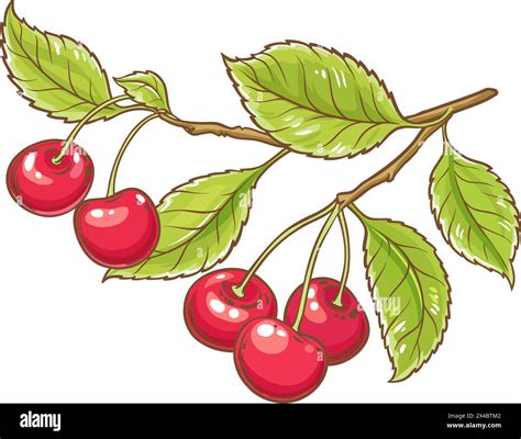 Cherry Branch Colored Detailed Illustration Stock Vector Image And Art