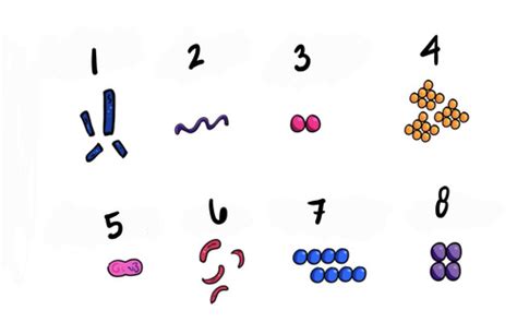 Microbiology Unit Flashcards Quizlet