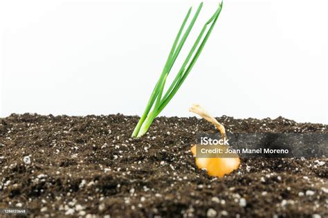 흰색 배경에 야채 정원의 토양에 두 개의 원시 양파의 보기 갈색에 대한 스톡 사진 및 기타 이미지 갈색 건강한 식생활