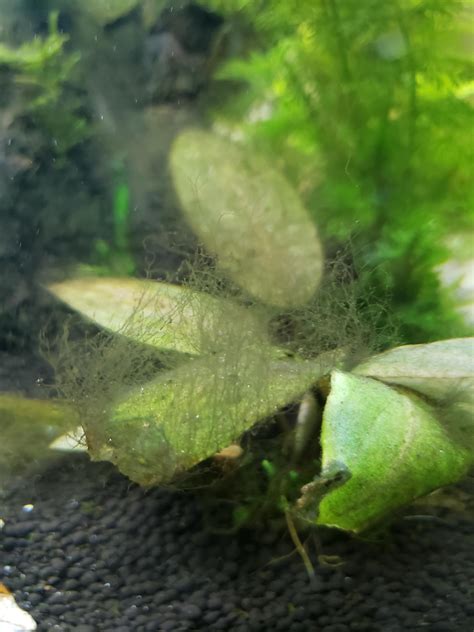 Freshwater Algae Identification Help Raquariums