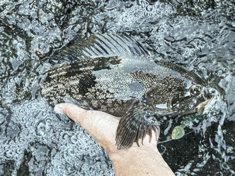 水中の生き物は水中で見るのが最も美しい