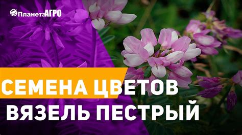 😍 Семена цветов Вязель Пестрый 🌿 Сад и огород с Планета Агро - YouTube