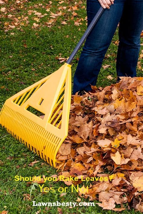 Should You Rake Leaves Why You Shouldn T Artofit