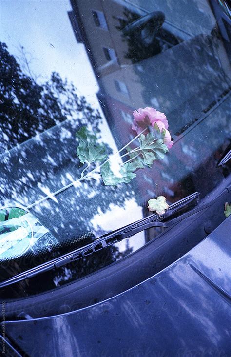 Dashboard Flowers By Stocksy Contributor Synchro Shoot Stocksy