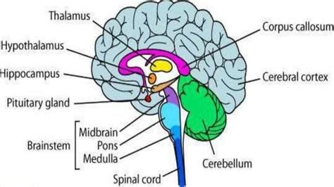 Neuropeptide Y Ppt