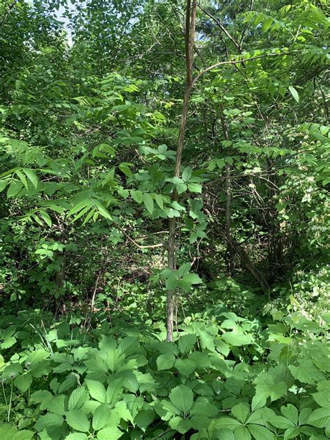 Is This Poison Ivy Chicago Illinois Rwhatsthisplant