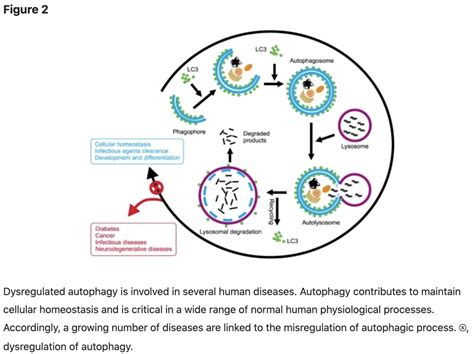 Autophagy Fasting Benefits And How To Dr Robert Kiltz