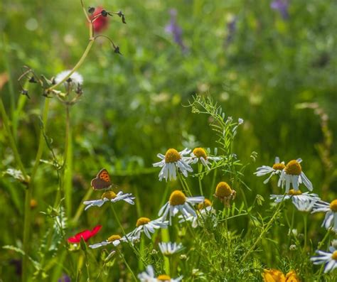 Préserver La Biodiversité Un Défi Crucial Pour Notre Avenir Albinete