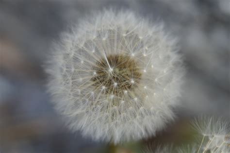 图片素材 性质 厂 蒲公英 花瓣 霜 植物群 特写 种子 美容 褪色 投标 压痛 宏观摄影 关于 开花植物