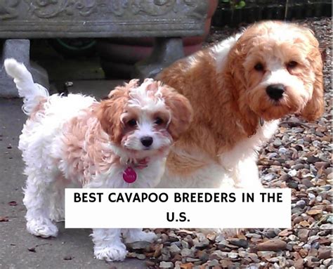 12 Best Cavapoo Breeders In The Us