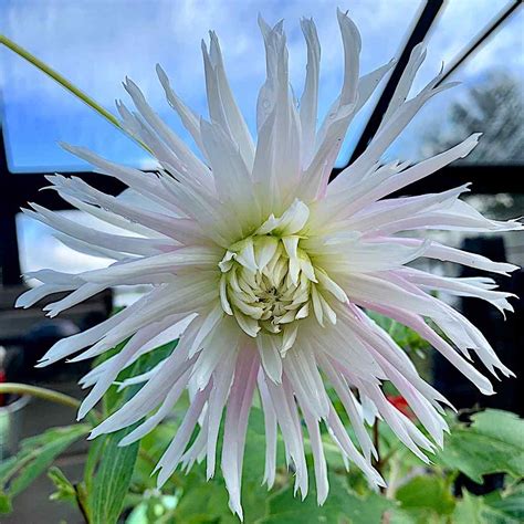 Dahlia Table Dancer Georgine Stauderiket Blogg