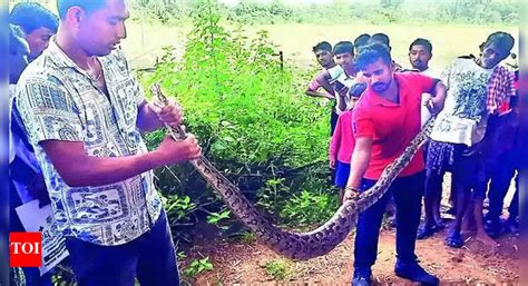 Python Feasts On Nine Chickens Farmer Seeks K Compensation Bhubaneswar News Times Of India