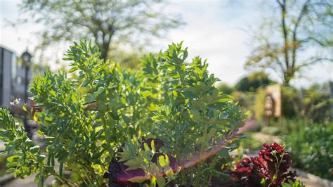 Faire un jardin écologique comment bien le faire