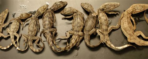 Biology Of The Reptilia Lab 3 Crocodylia Michele And Brad