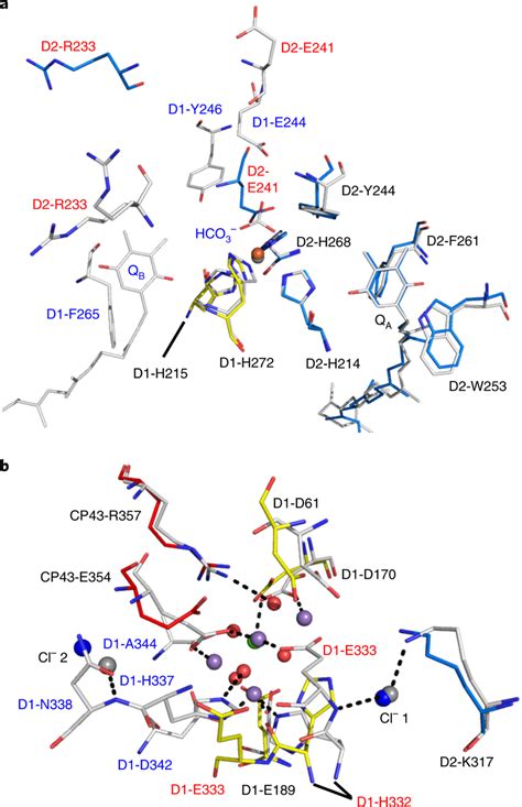 Structural Changes Around The Non Haem Ion And The Mn4CaO5 Cluster