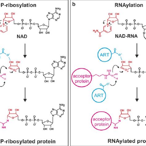 PDF Viral ADP Ribosyltransferases Attach RNA Chains To Host Proteins