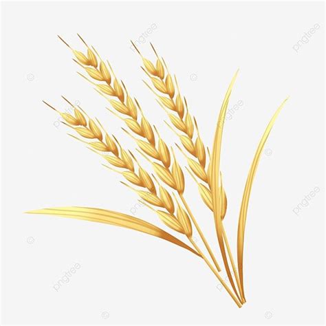 成熟的金色麥子 成熟 金色 小麥素材圖案PSD和PNG圖片免費下載