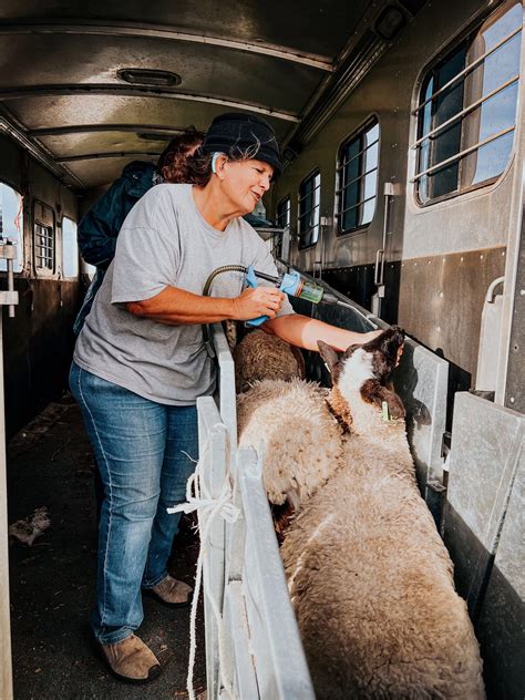 Handling Sheep Shepherds Muse
