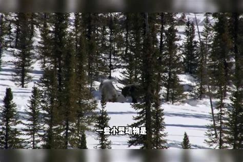 盘点世界上最凶悍的5种狼其可怕程度远超我们认知