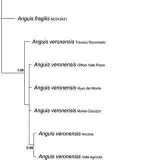 70 Majority Consensus Tree Derived From A Bayesian Inference Analysis