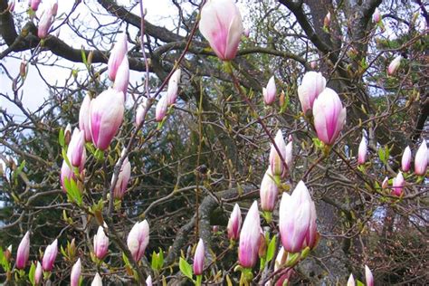 Цветы Чехии Волга Фото