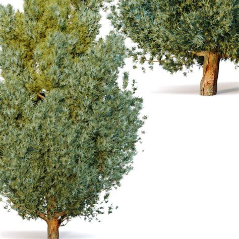 Moonglow Juniper 3d Turbosquid 1946888