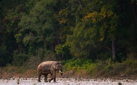 Understanding Man Eating Tigers Of India Causes And Impacts