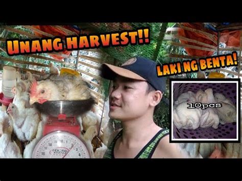 Naka HARVEST Na Ng MANOK Laki Ng Benta Sa Unang Harvest Ng 45 Days