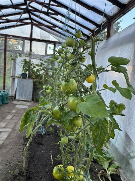 Looduse Vingerpuss Tomatid Suvel Ei Küpsenud Nüüd On Kasvuhoone