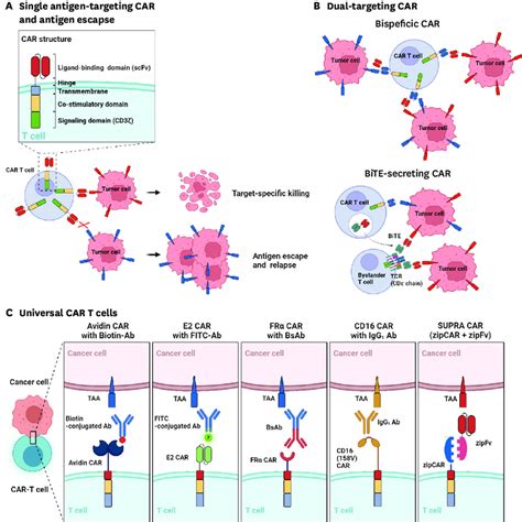 Traditional And Recent Car T Cell Designs A Traditional Single