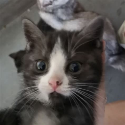 Garlick Bread Youtube