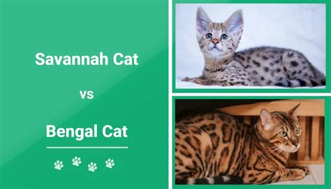 Bengal Vs Savannah Cat Savannah Cat Vs Bengal Cat Spot The