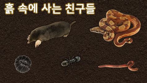 흙 속에 사는 친구들 이야기 나누기 만 3세 토모노트 Youtube