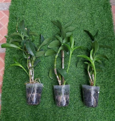 Pra Seedling Anggrek Dendrobium Hybrid Anggrek Dendrobium Thailand