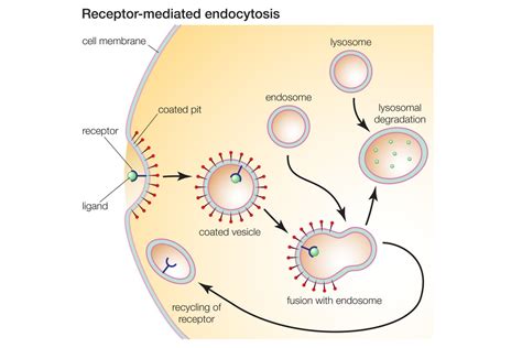 Pinocytosis Definition And Examples
