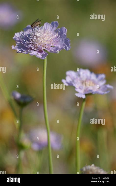 Scabiosa Graminifoliagrasblaettrige Skabiosegrass Leaved Scabious