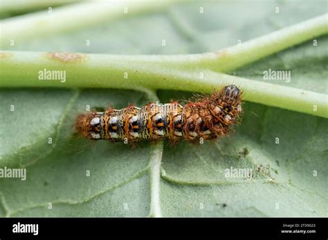 Caterpillar Of Knot Grass Moth Acronicta Rumicis On A Rhubarb Leaf In