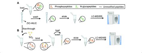 Workflow Of Tandem Enrichment Of N Glycopeptides And Phosphopeptides Download Scientific