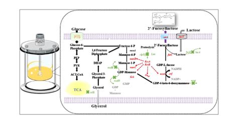 High Yield Synthesis Of 2′ Fucosyllactose From Glycerol And Glucose In Engineered Escherichia