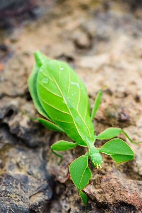 What Do Leaf Bugs Eat Find Out Balcony Garden Web