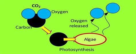 Algae Basics